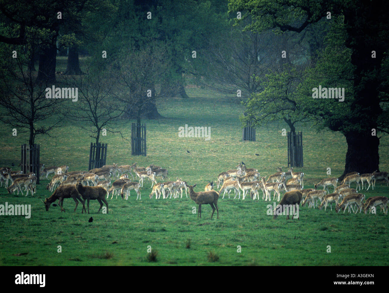 Large numbers of deer roam the vast open area of Richmond Park in West ...