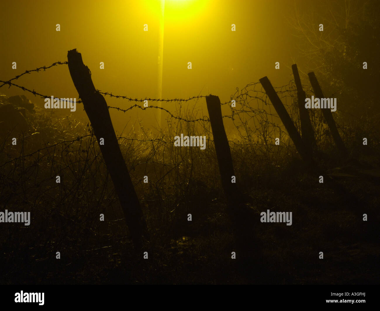 field scene covered with fog at night Stock Photo - Alamy