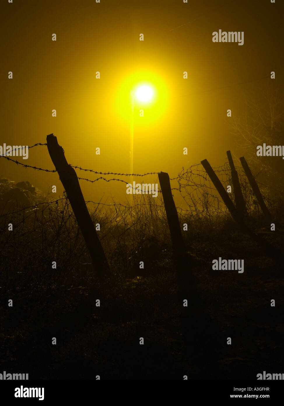 field scene covered with fog at night Stock Photo - Alamy