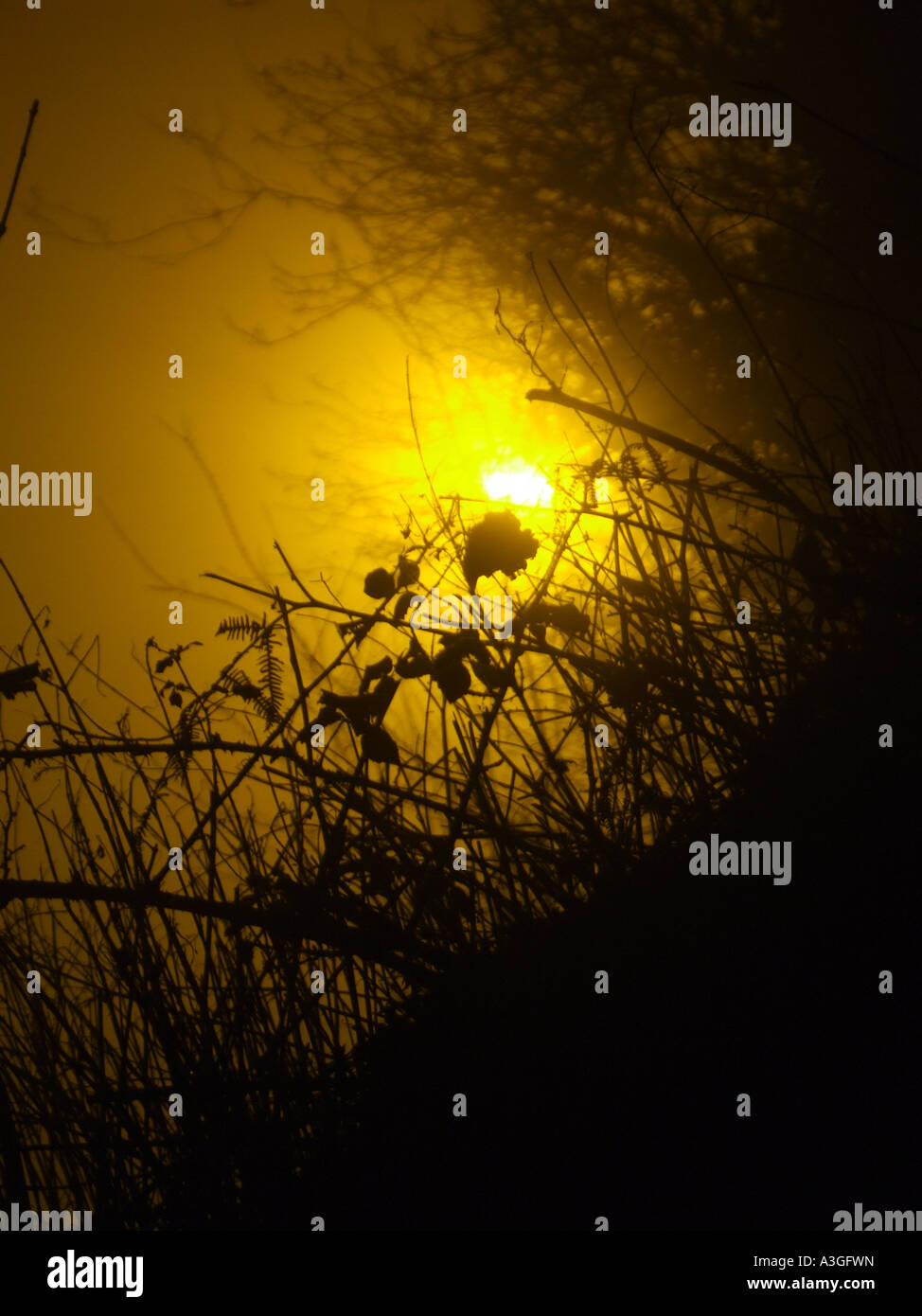 landscape covered in fog at night Stock Photo - Alamy