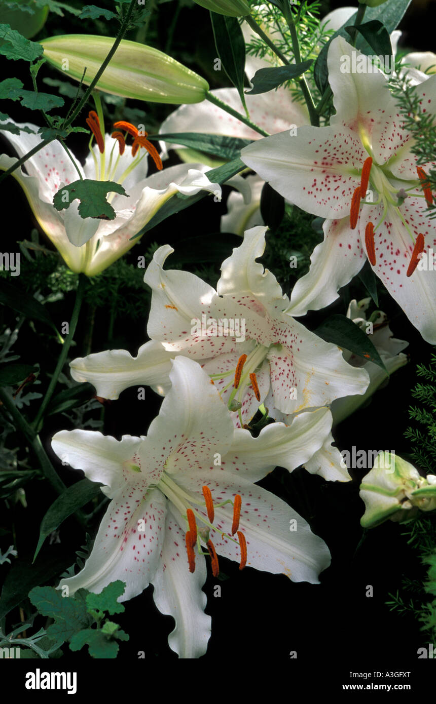 Open lilies hi-res stock photography and images - Alamy