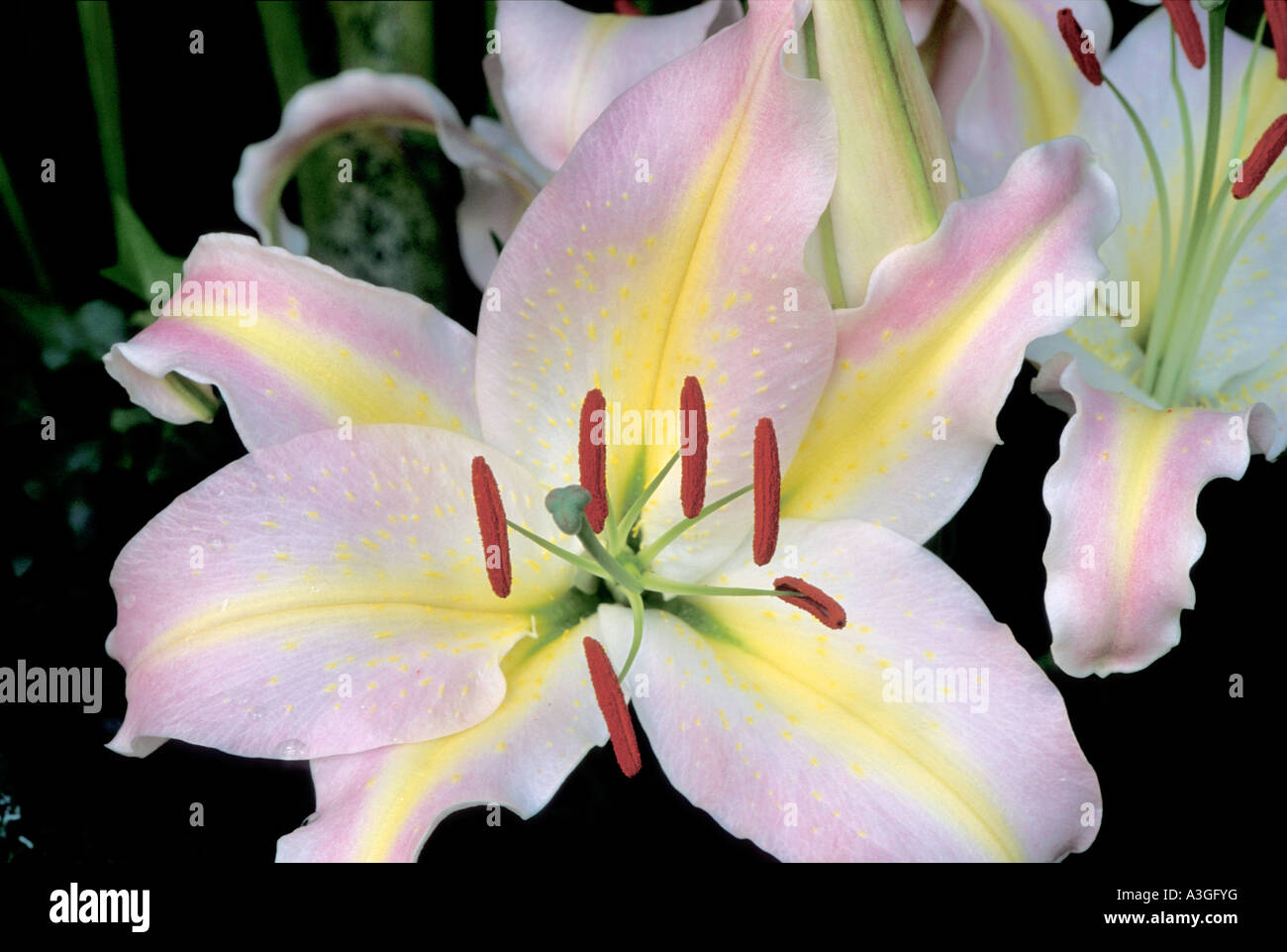 Lily in bloom Stock Photo - Alamy