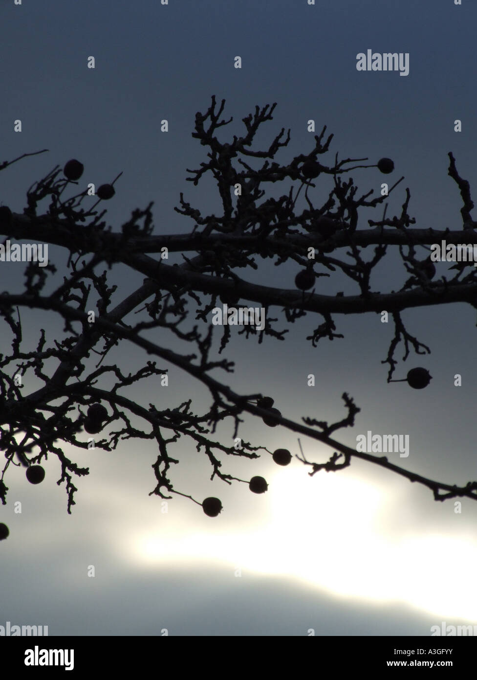 wild thorn bramble tree in countryside Stock Photo - Alamy