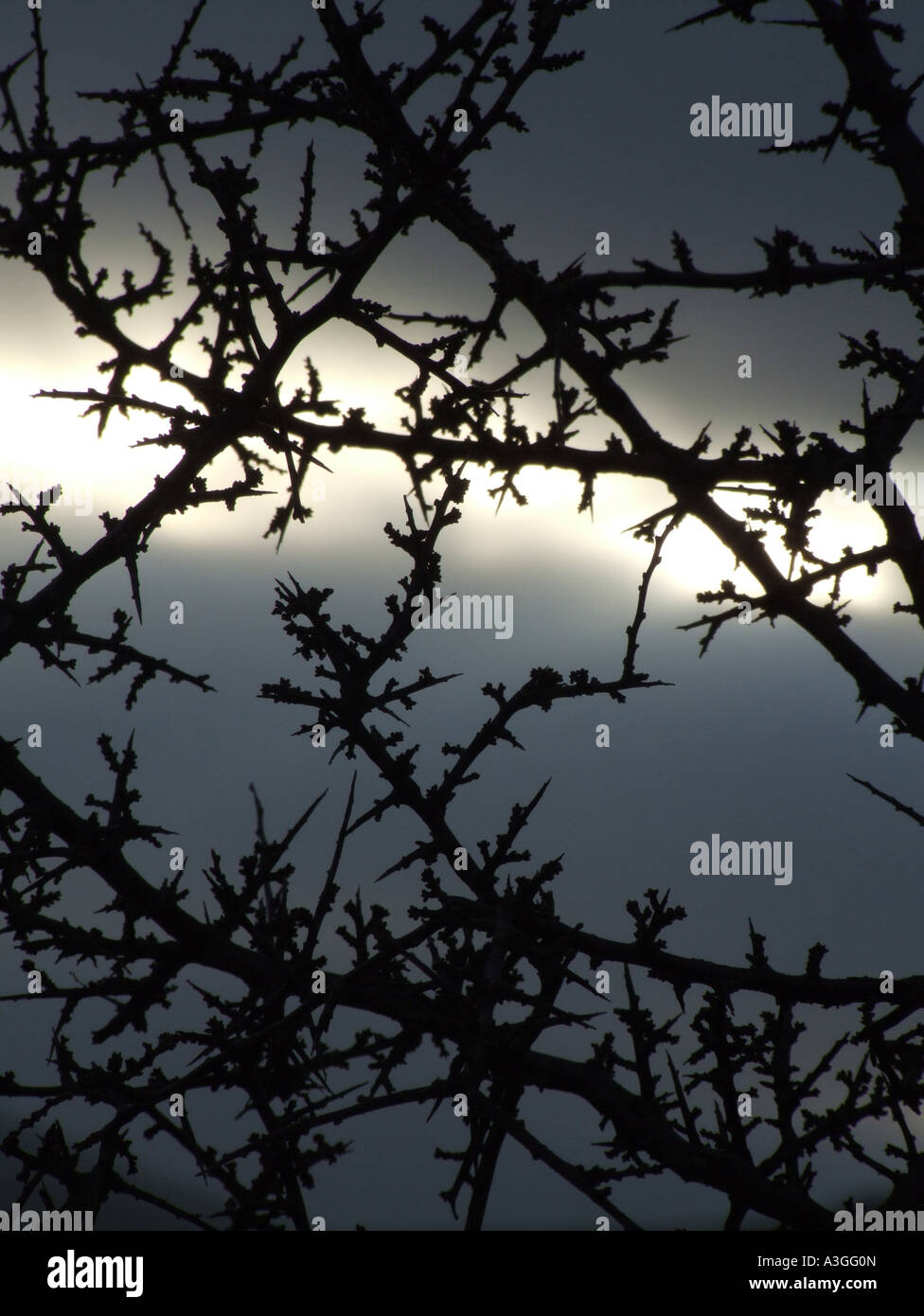 wild thorn bramble tree in countryside Stock Photo - Alamy