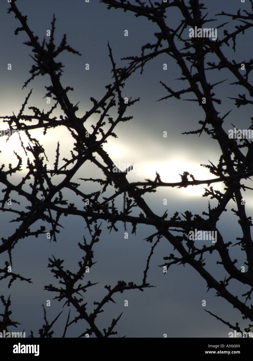 wild thorn bramble tree in countryside Stock Photo - Alamy