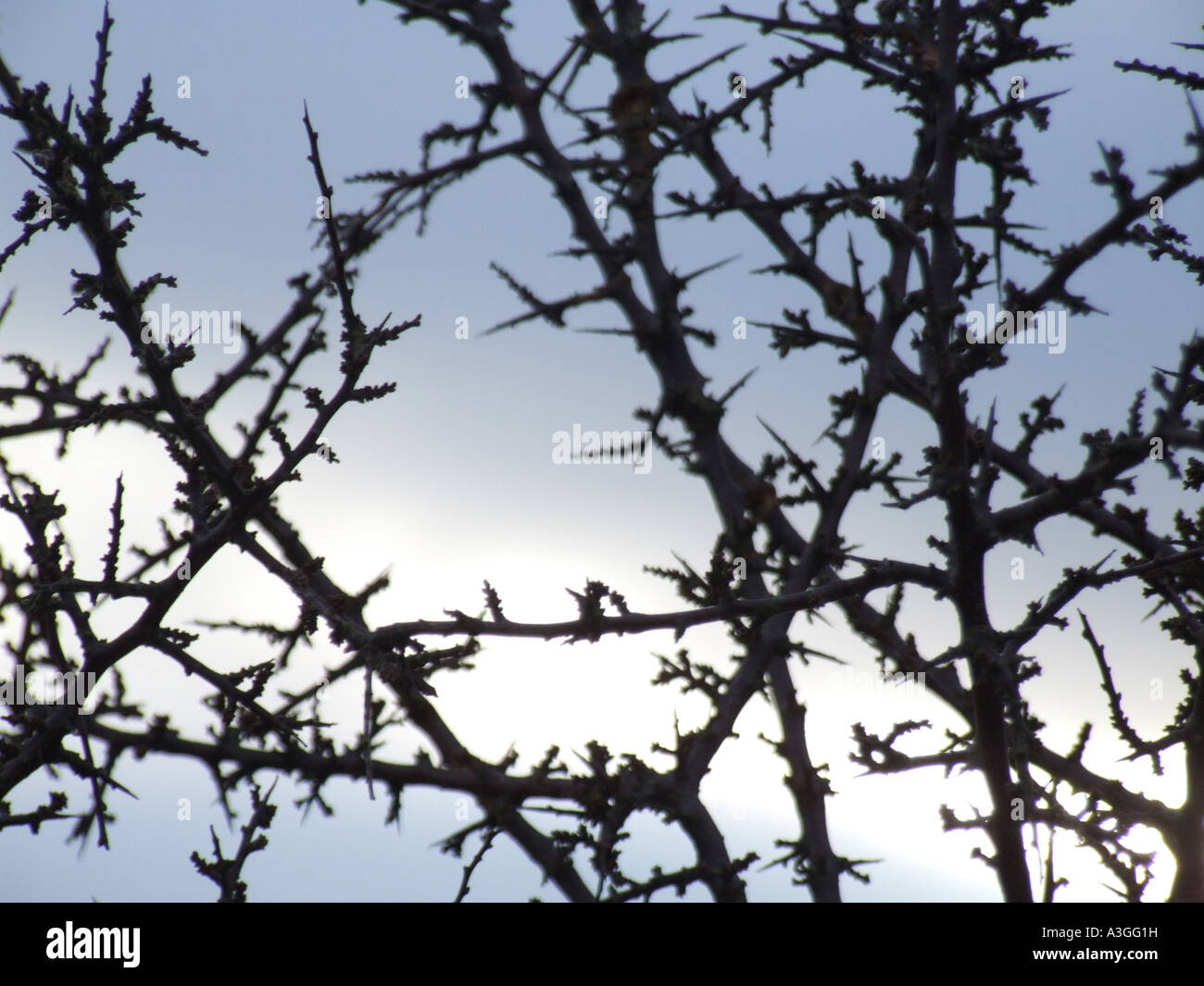 wild thorn bramble tree in countryside Stock Photo - Alamy
