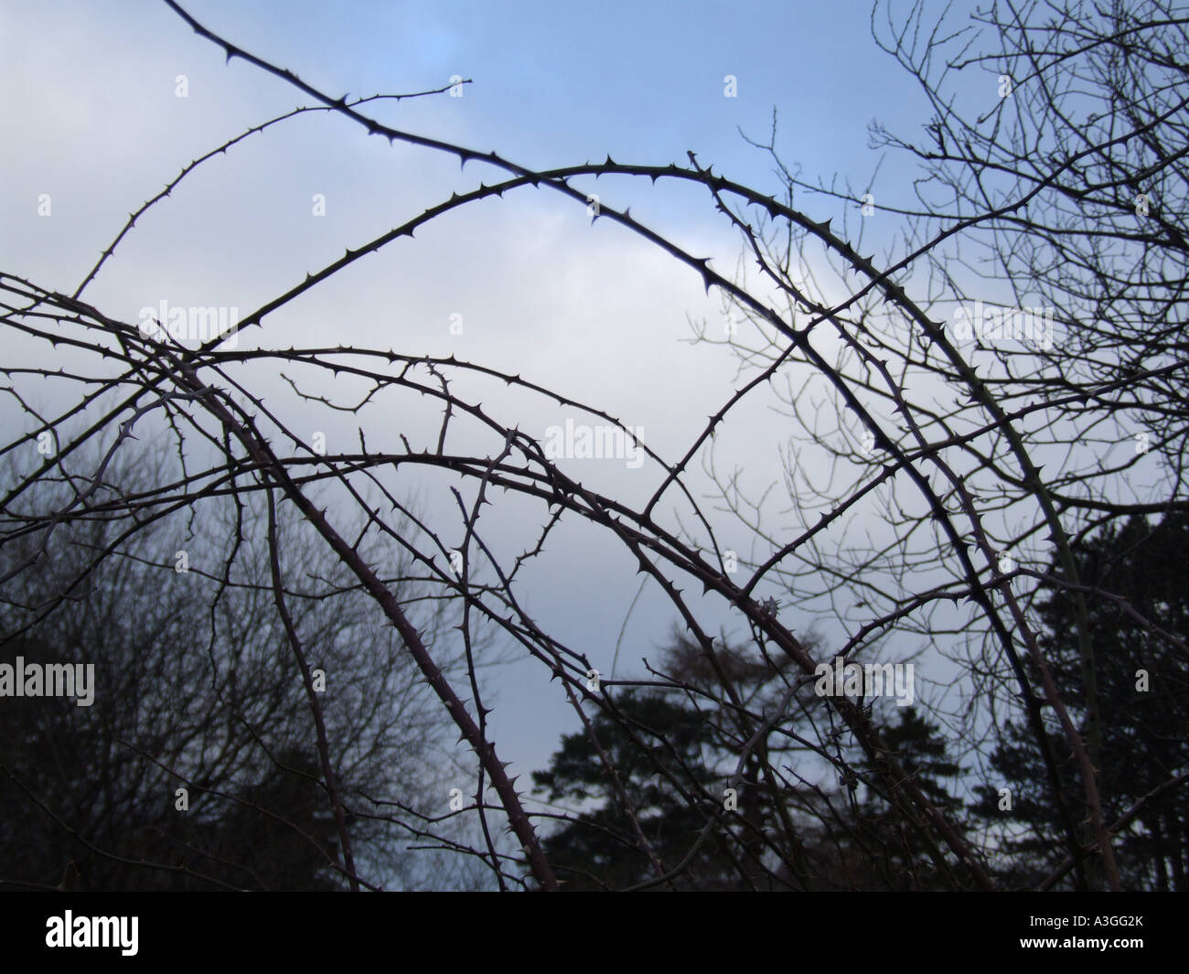 wild thorn bramble bush in countryside Stock Photo - Alamy