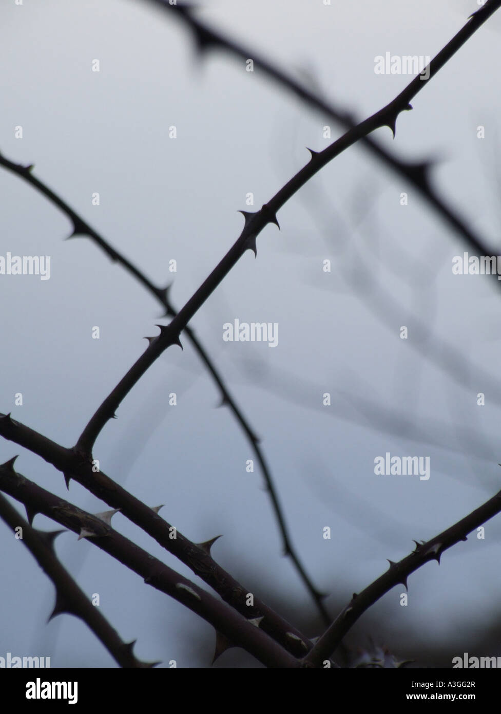 wild thorn bramble bush in countryside Stock Photo - Alamy