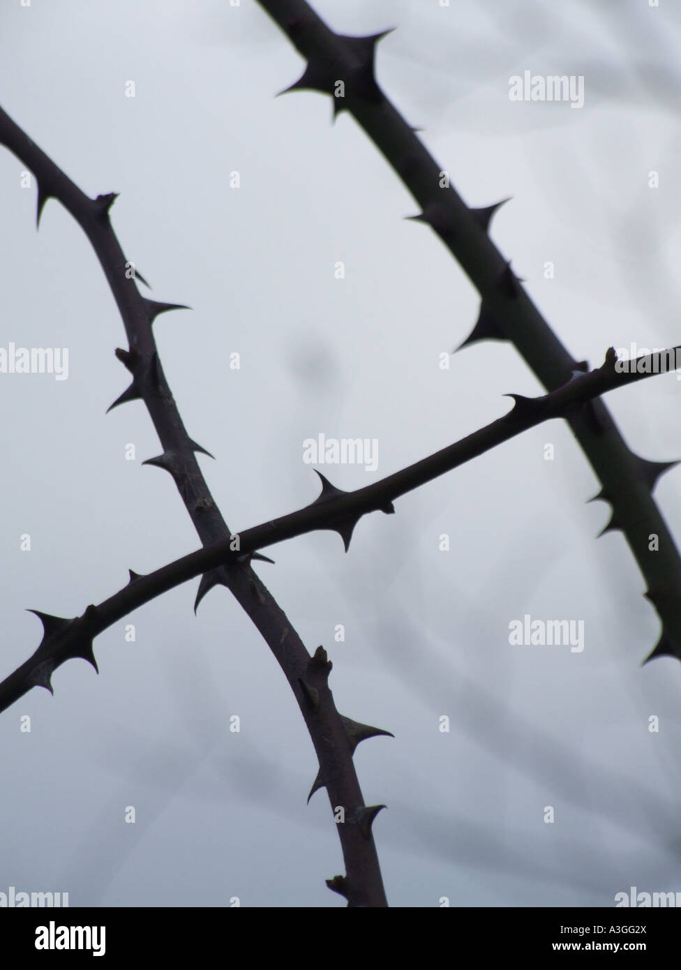 wild thorn bramble bush in countryside Stock Photo - Alamy