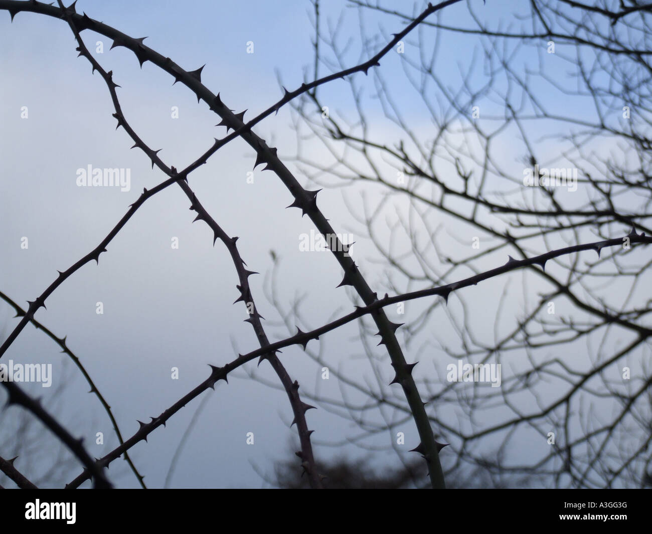 wild thorn bramble bush in countryside Stock Photo - Alamy