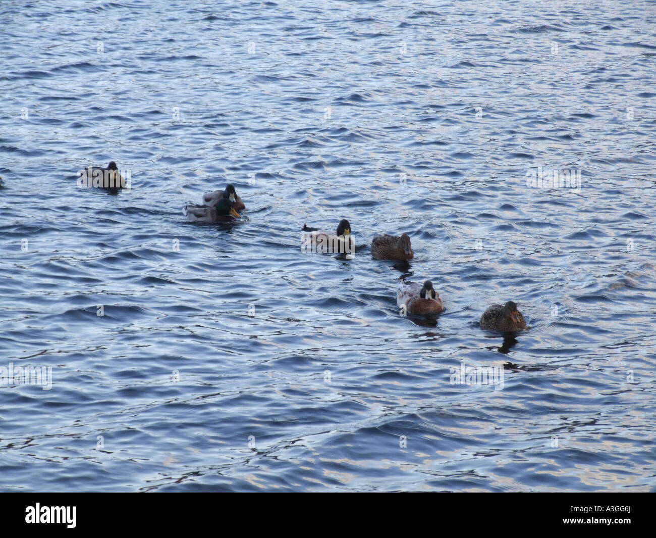 ducks paddling on lake Stock Photo - Alamy