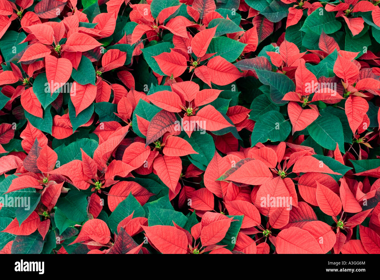 Poinsettias mexico hi-res stock photography and images - Alamy