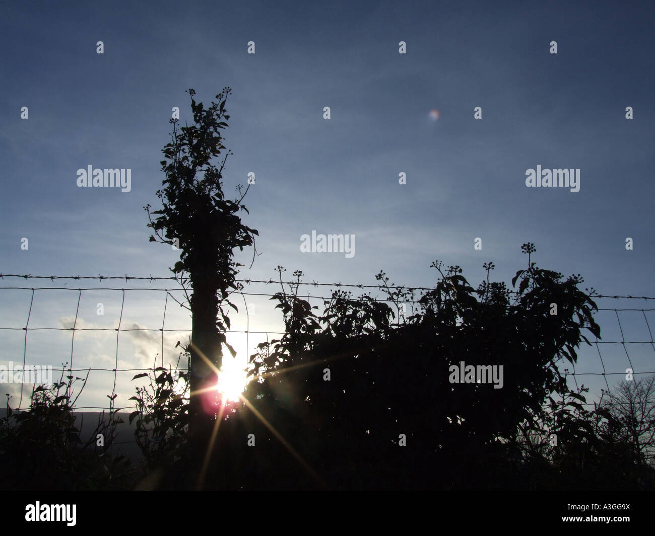 sun breaking through brambles and fence post Stock Photo - Alamy
