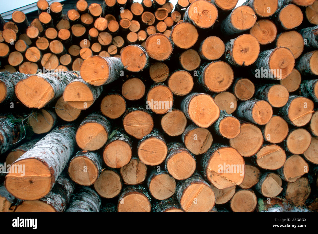 Newfoundland log hi-res stock photography and images - Alamy