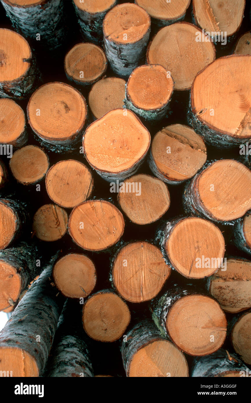 Chopped trees Newfoundland Stock Photo - Alamy