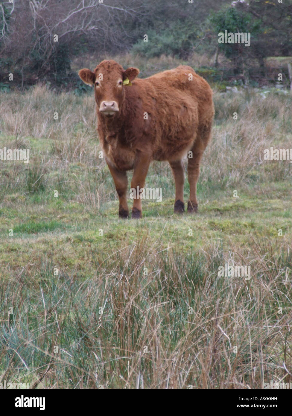 one devon red cow in field Stock Photo - Alamy