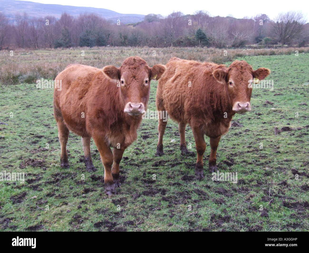 two devon red cows in field Stock Photo - Alamy