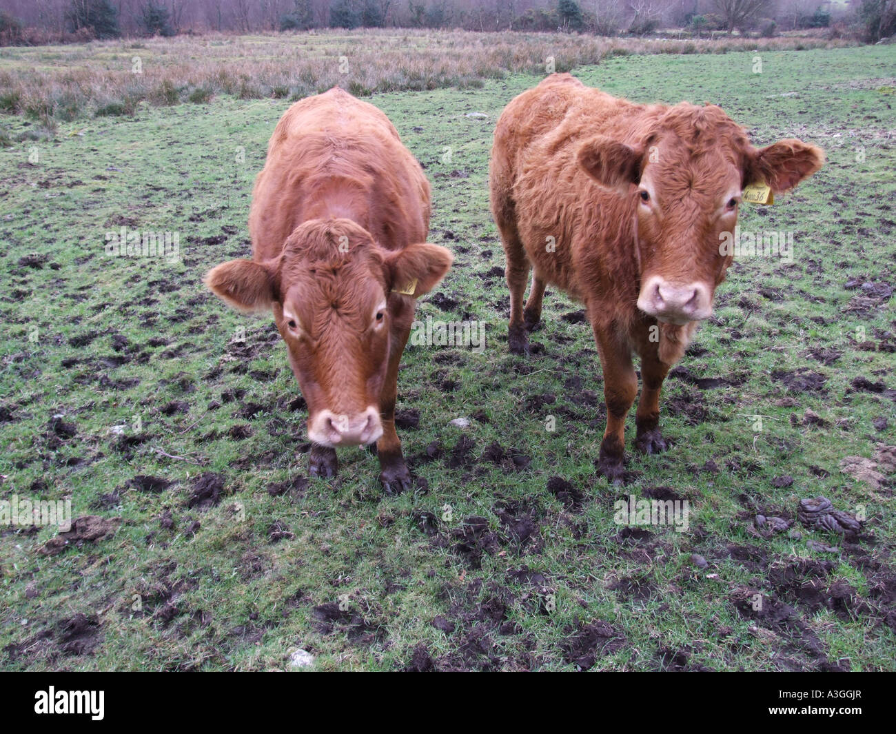 two devon red cows in field Stock Photo - Alamy
