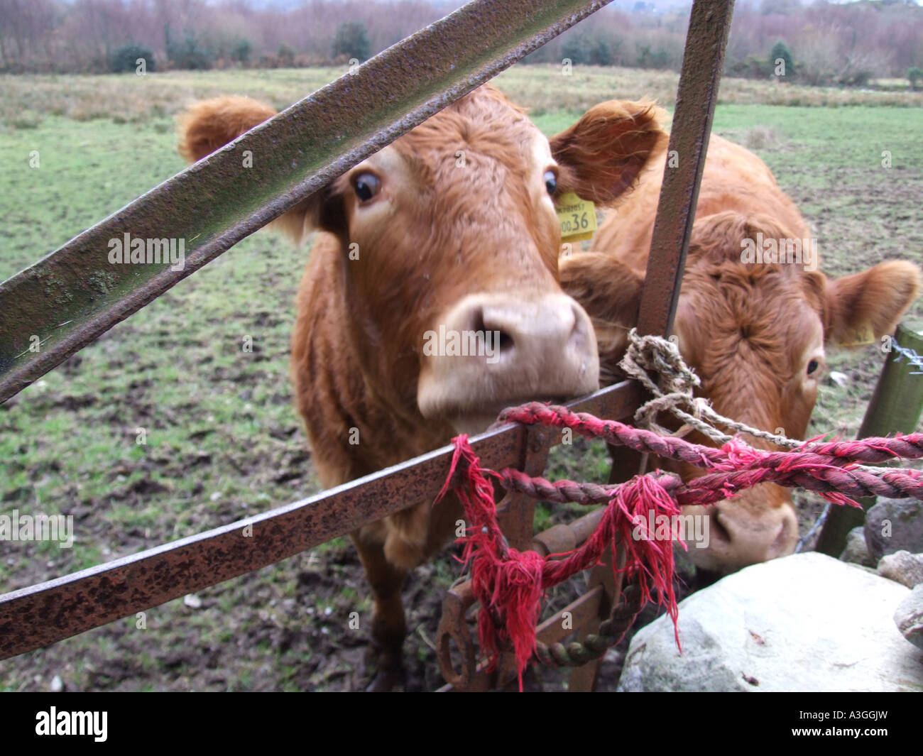 two devon red cows in field Stock Photo - Alamy