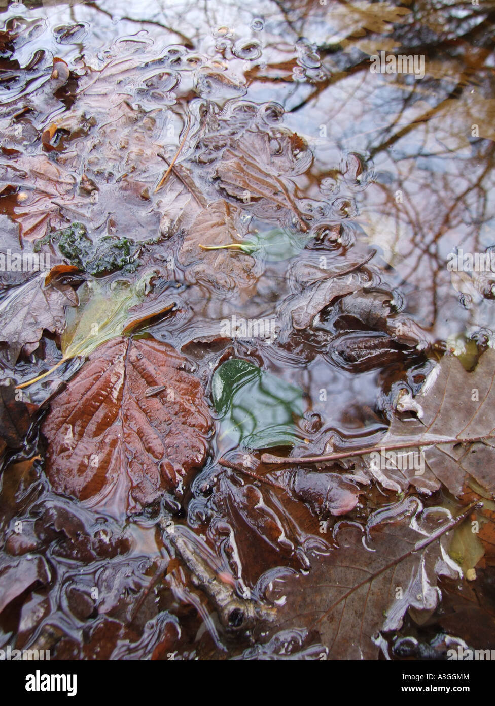 foliage and trees in a pool of water Stock Photo - Alamy