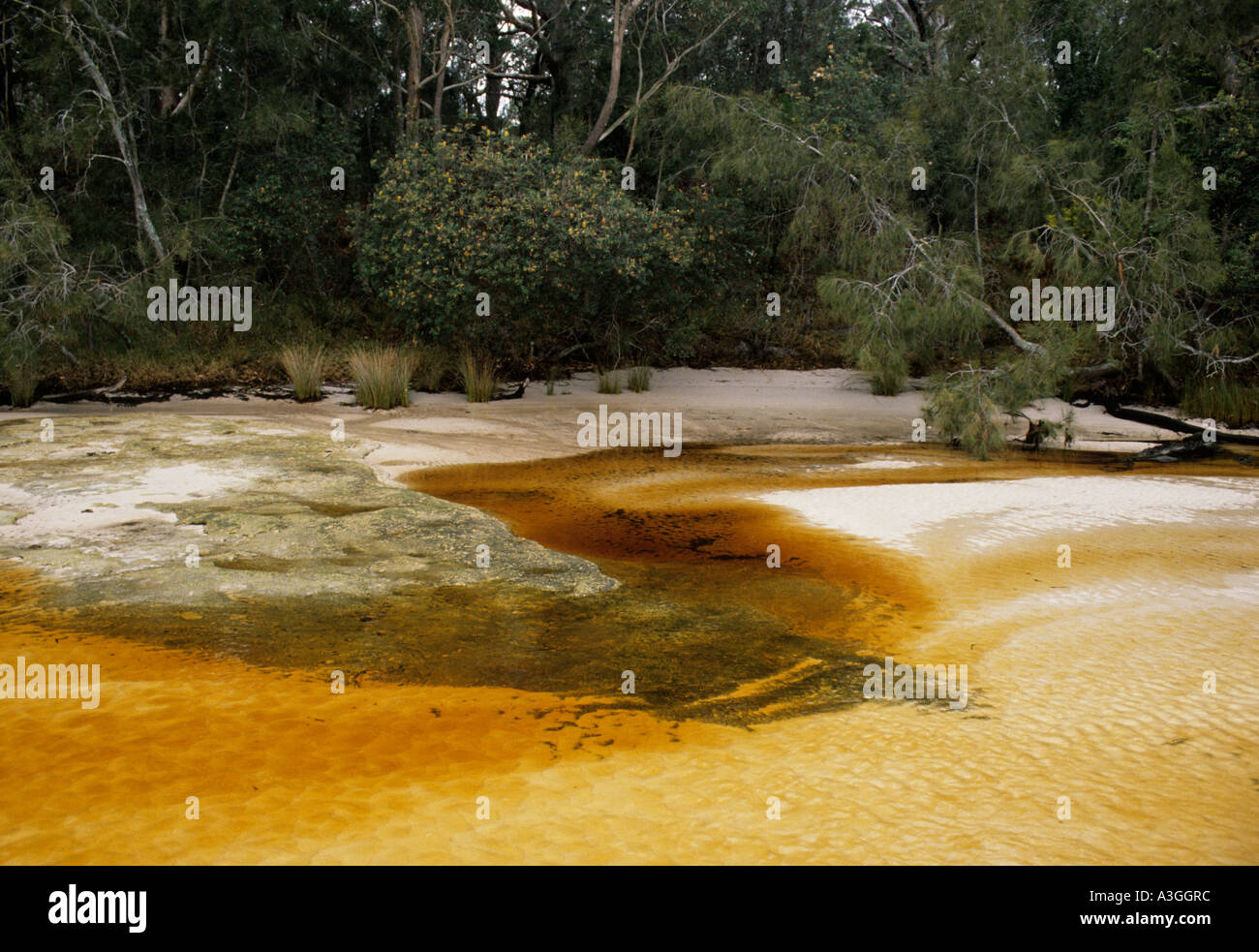 Natural tannin from leaf decomposition staining a stream running to the ...