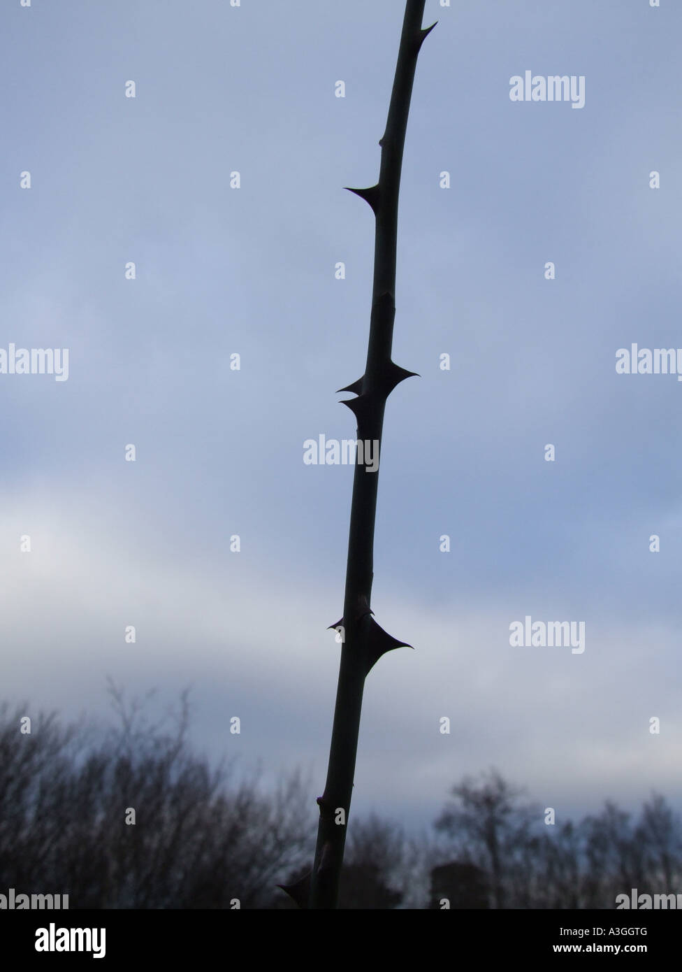thorn bush and dark dramatic sky Stock Photo - Alamy