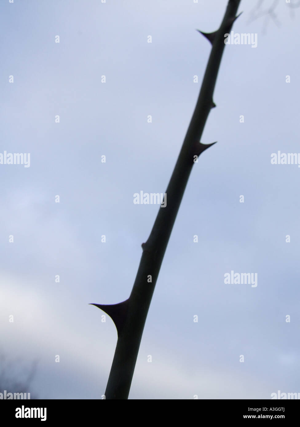 thorn bush and dark dramatic sky Stock Photo - Alamy
