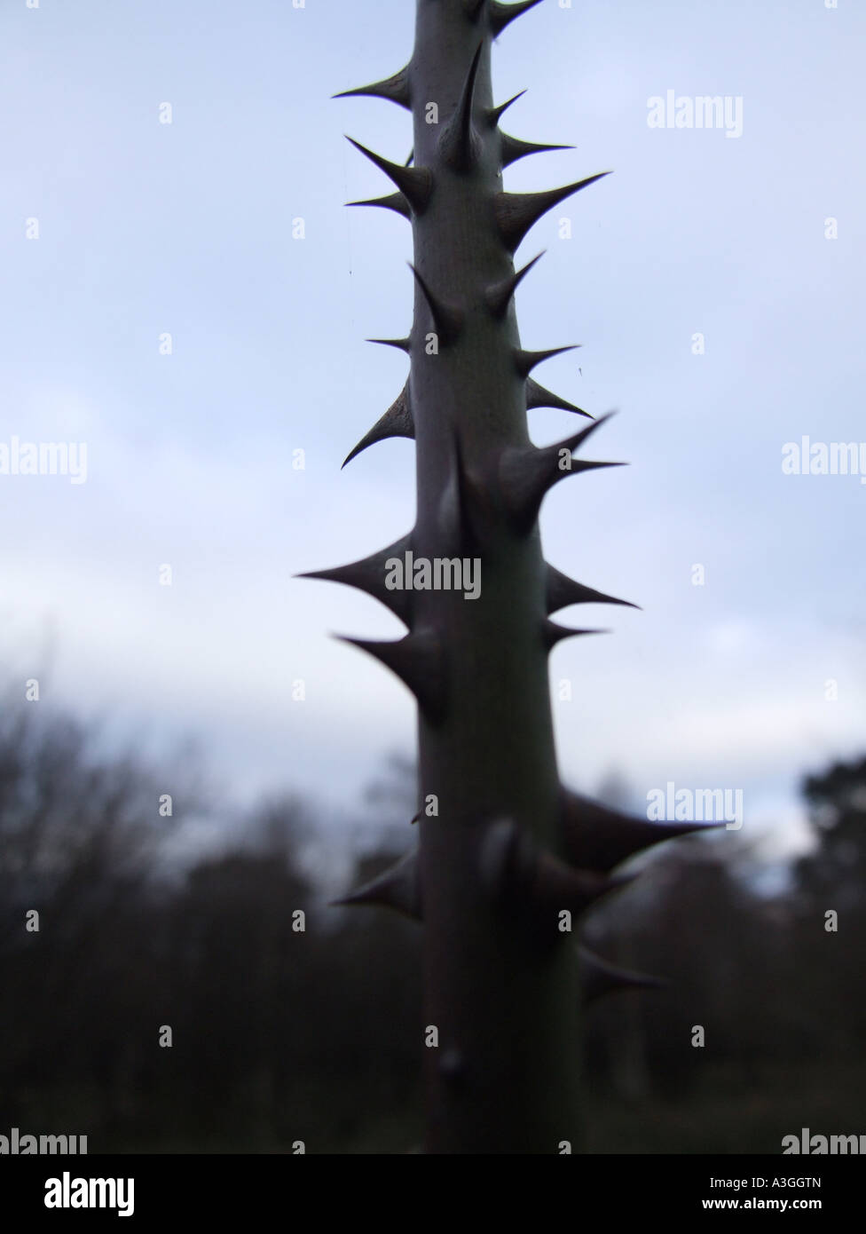 thorn bush and dark dramatic sky Stock Photo - Alamy