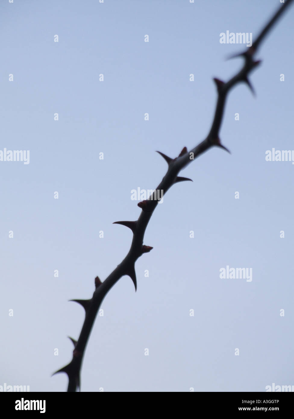 thorn bush and dark dramatic sky Stock Photo - Alamy