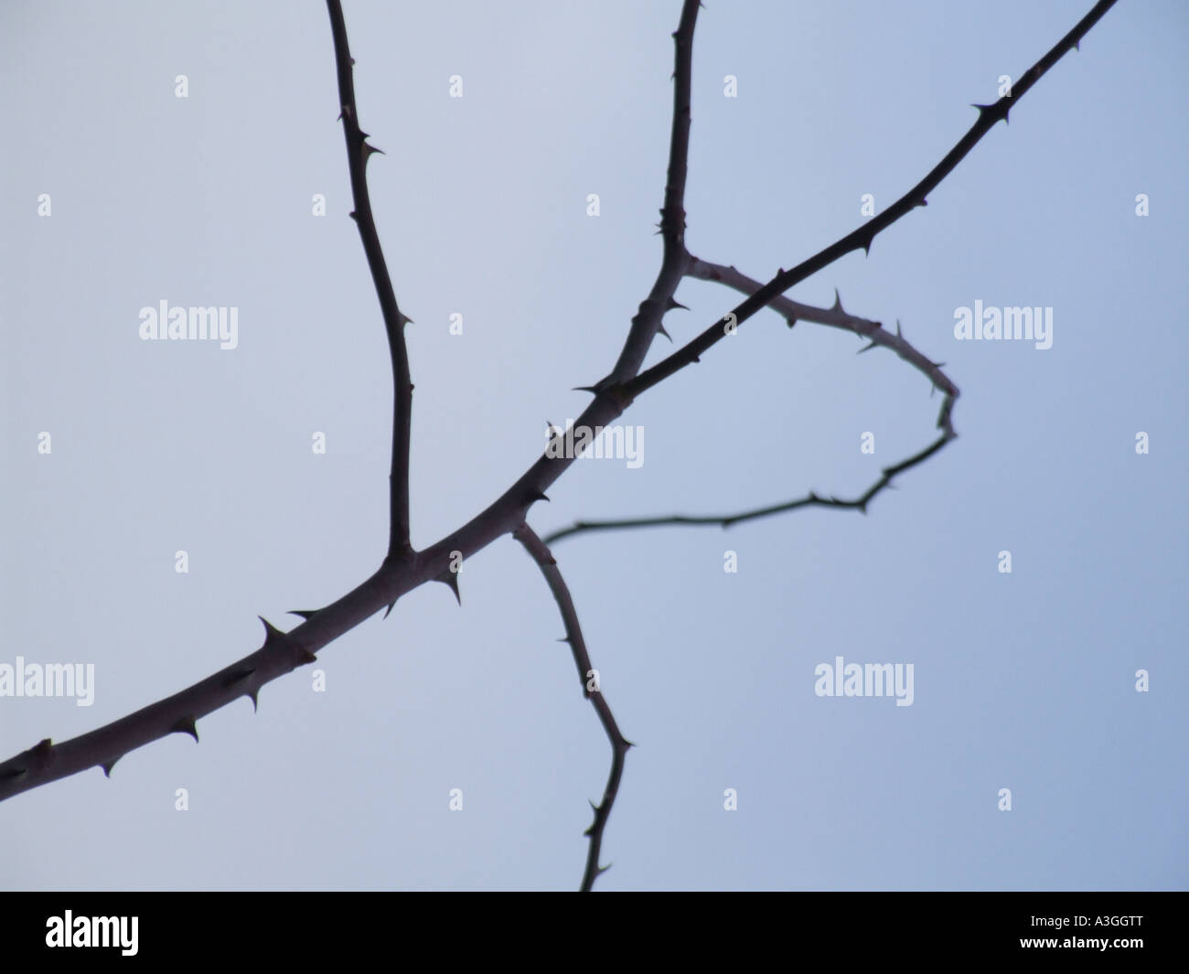 thorn bush and dark dramatic sky Stock Photo - Alamy