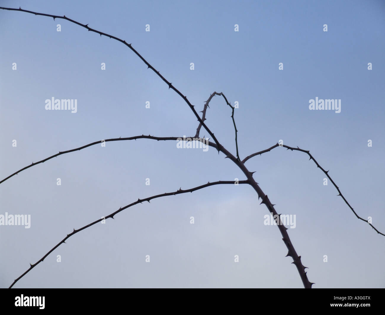 thorn bush and dark dramatic sky Stock Photo - Alamy