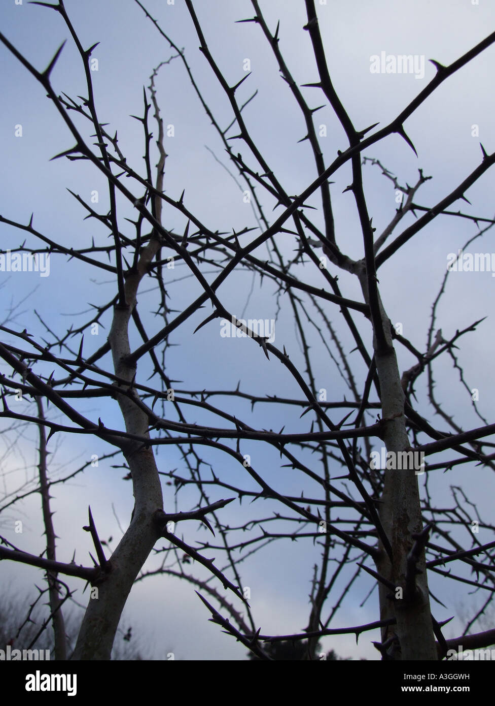 thorn bush and dark dramatic sky Stock Photo - Alamy