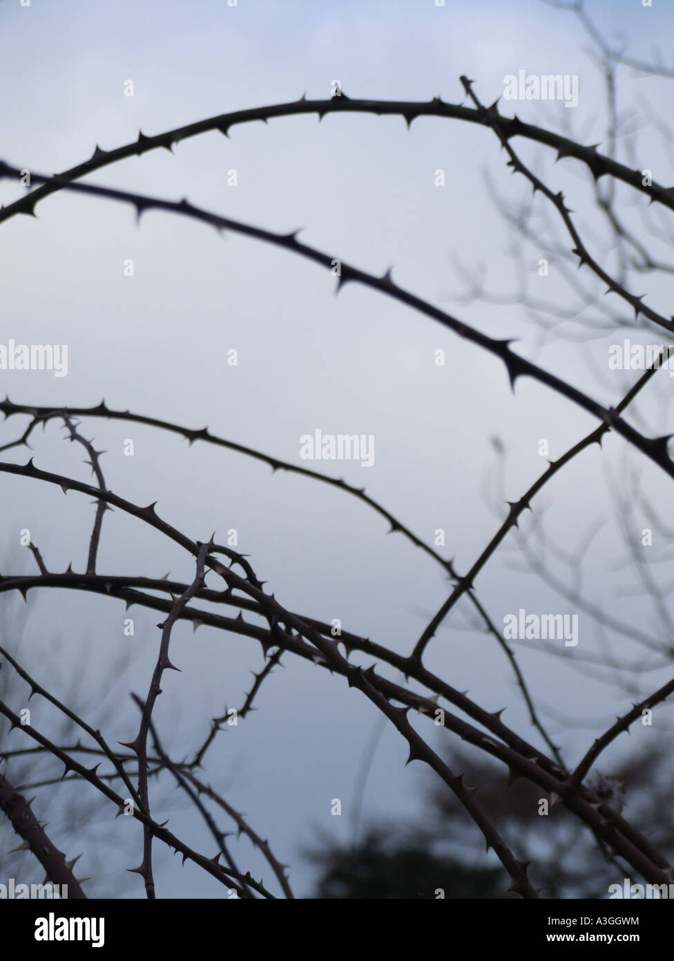 thorn bush and dark dramatic sky Stock Photo - Alamy
