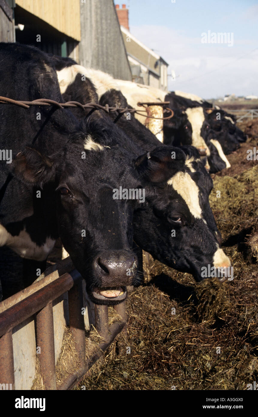 Cows on farm with heads through barbed wire fence eating hay in winter ...