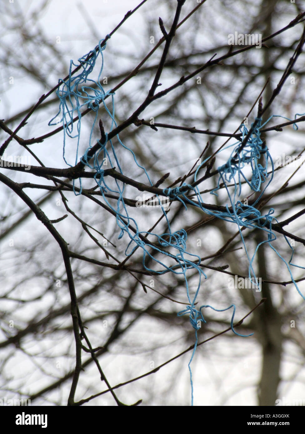 blue party streamer spray tangle on tree branches Stock Photo - Alamy