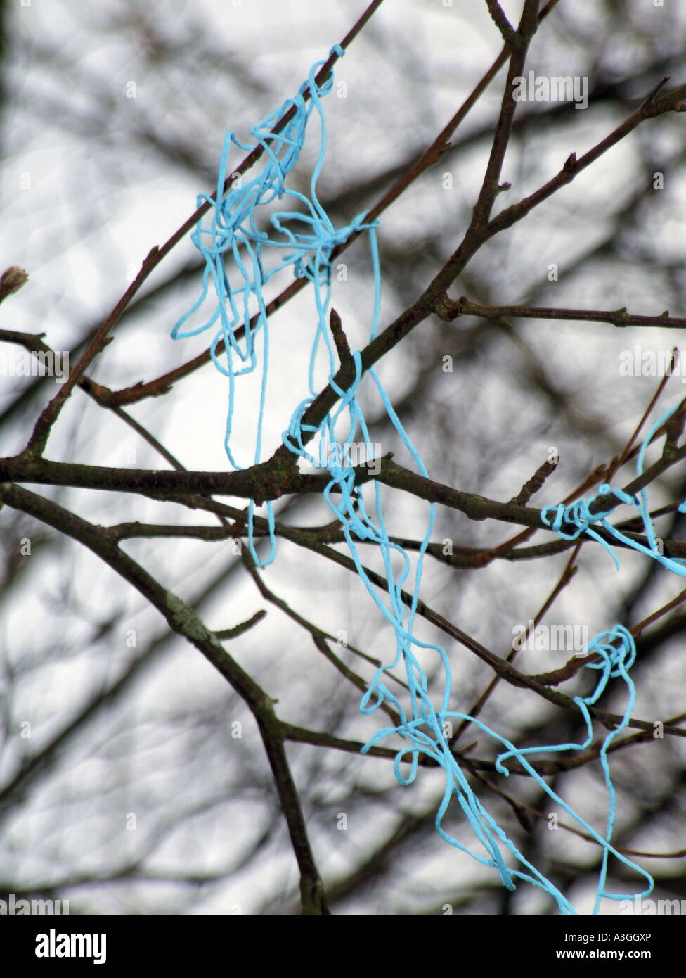 blue party streamer spray tangle on tree branches Stock Photo - Alamy