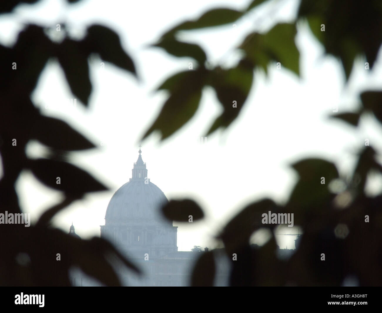 st peter's basilica in rome and tree branches Stock Photo - Alamy