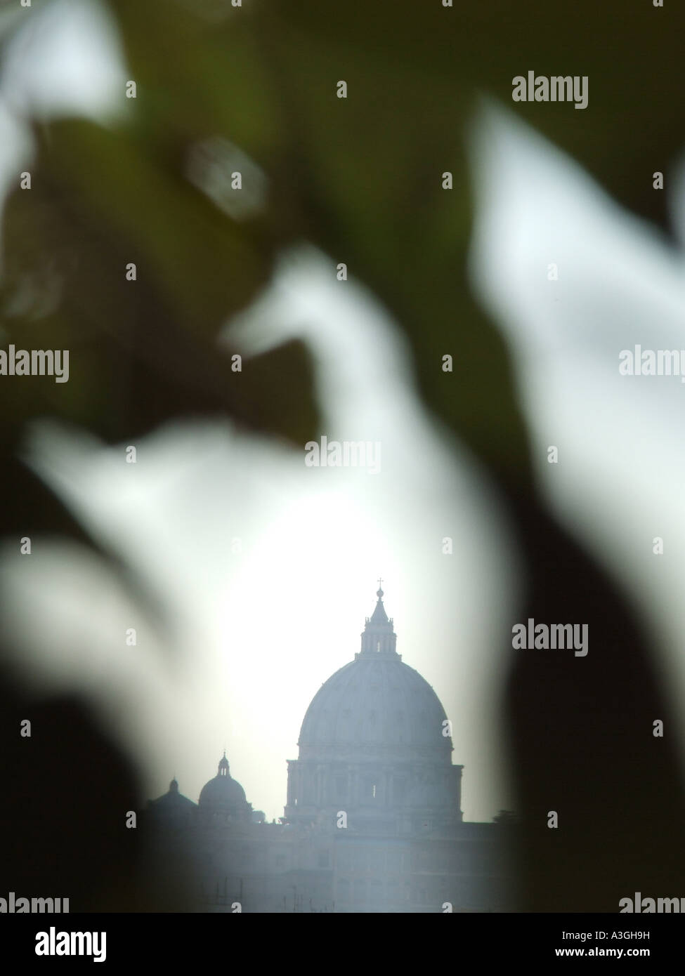 st peter's basilica in rome and tree branches Stock Photo - Alamy