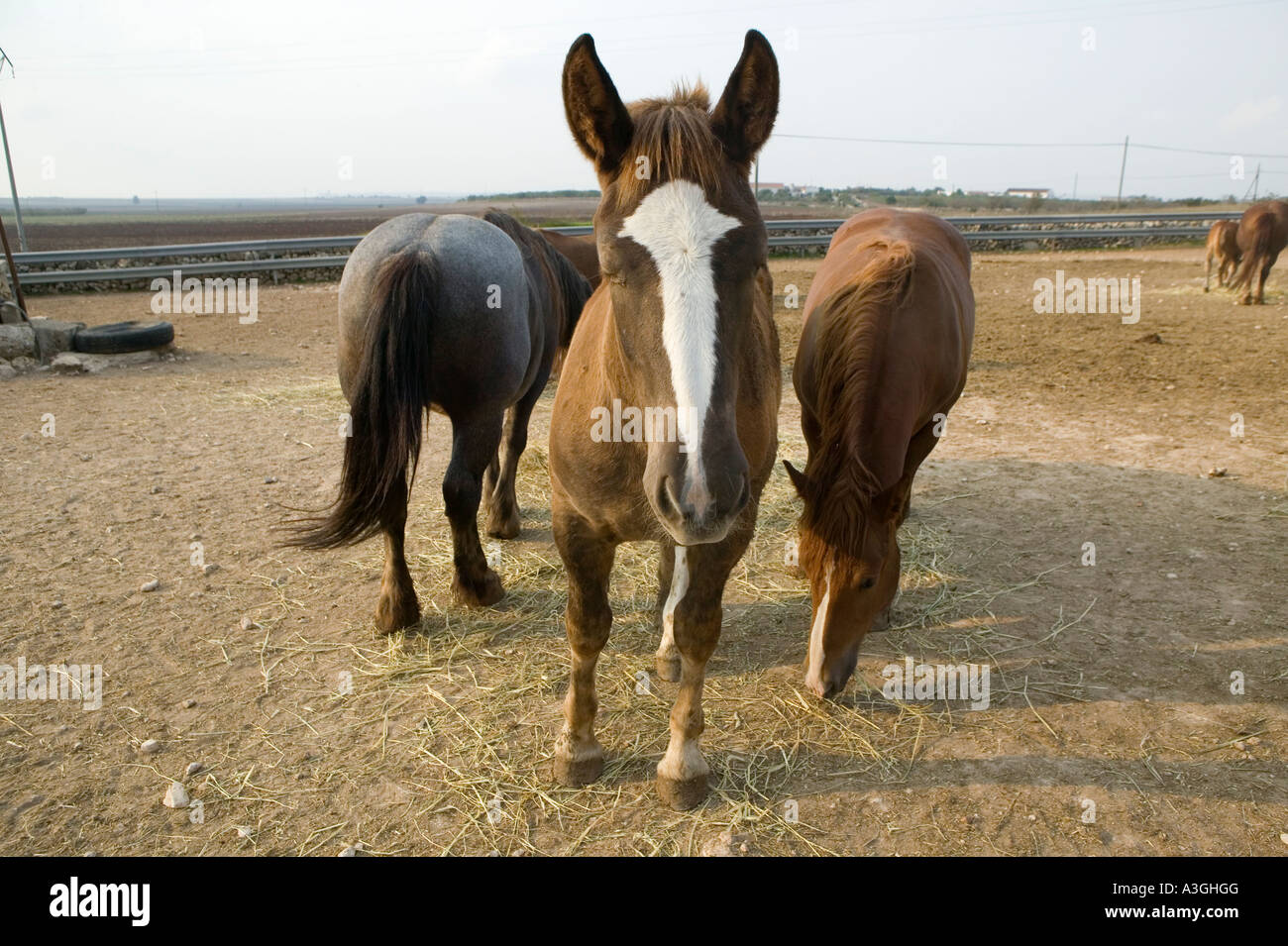 Puglia region of italy hi-res stock photography and images - Alamy