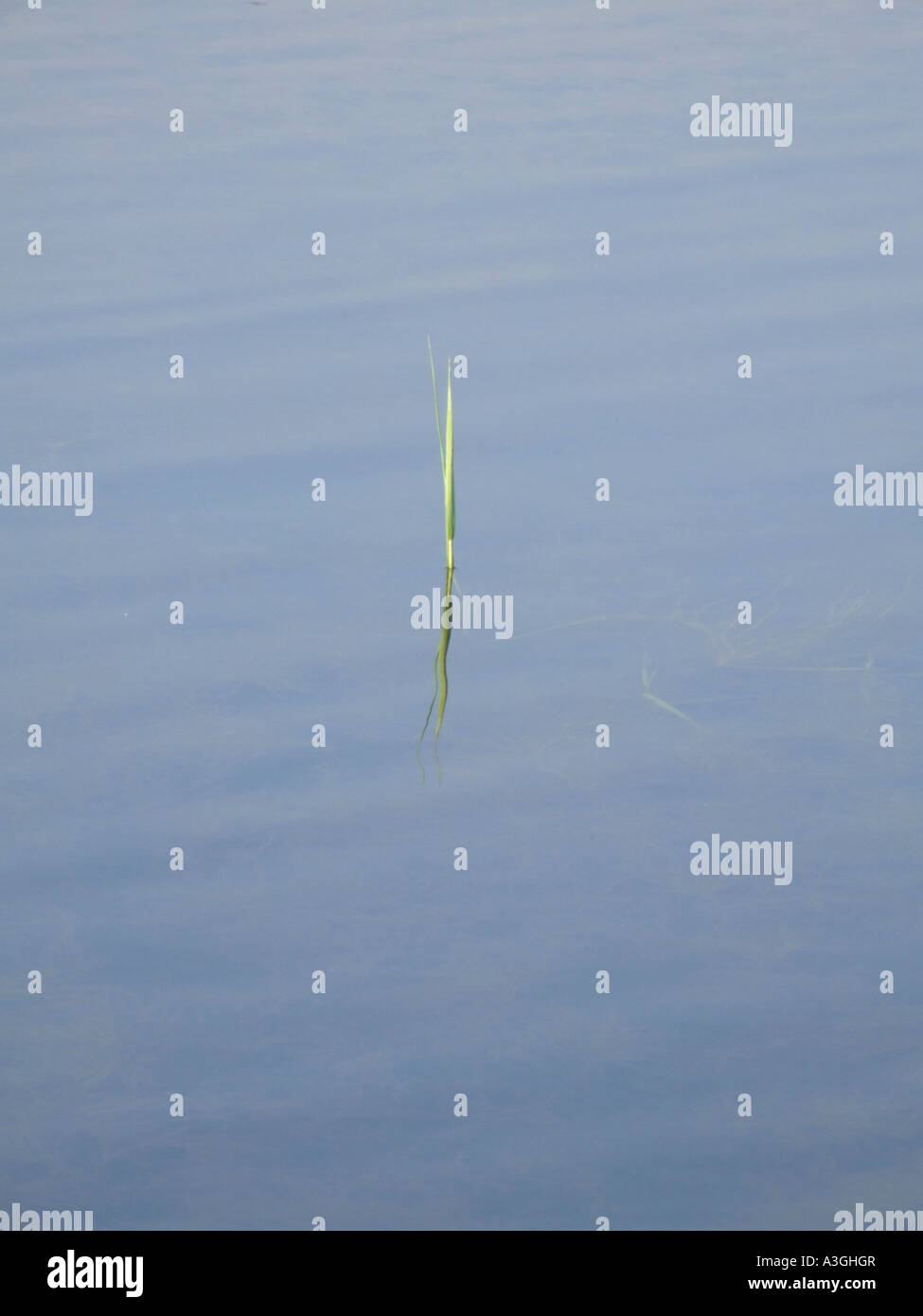 single grass stem growing in pond Stock Photo - Alamy