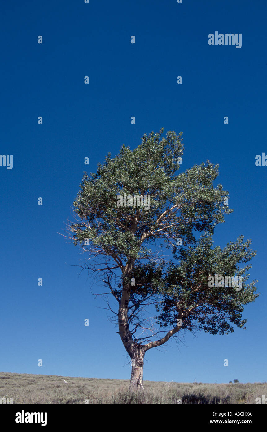lone Aspen tree Populus tremuloides on hill Steens Mountain Northern ...