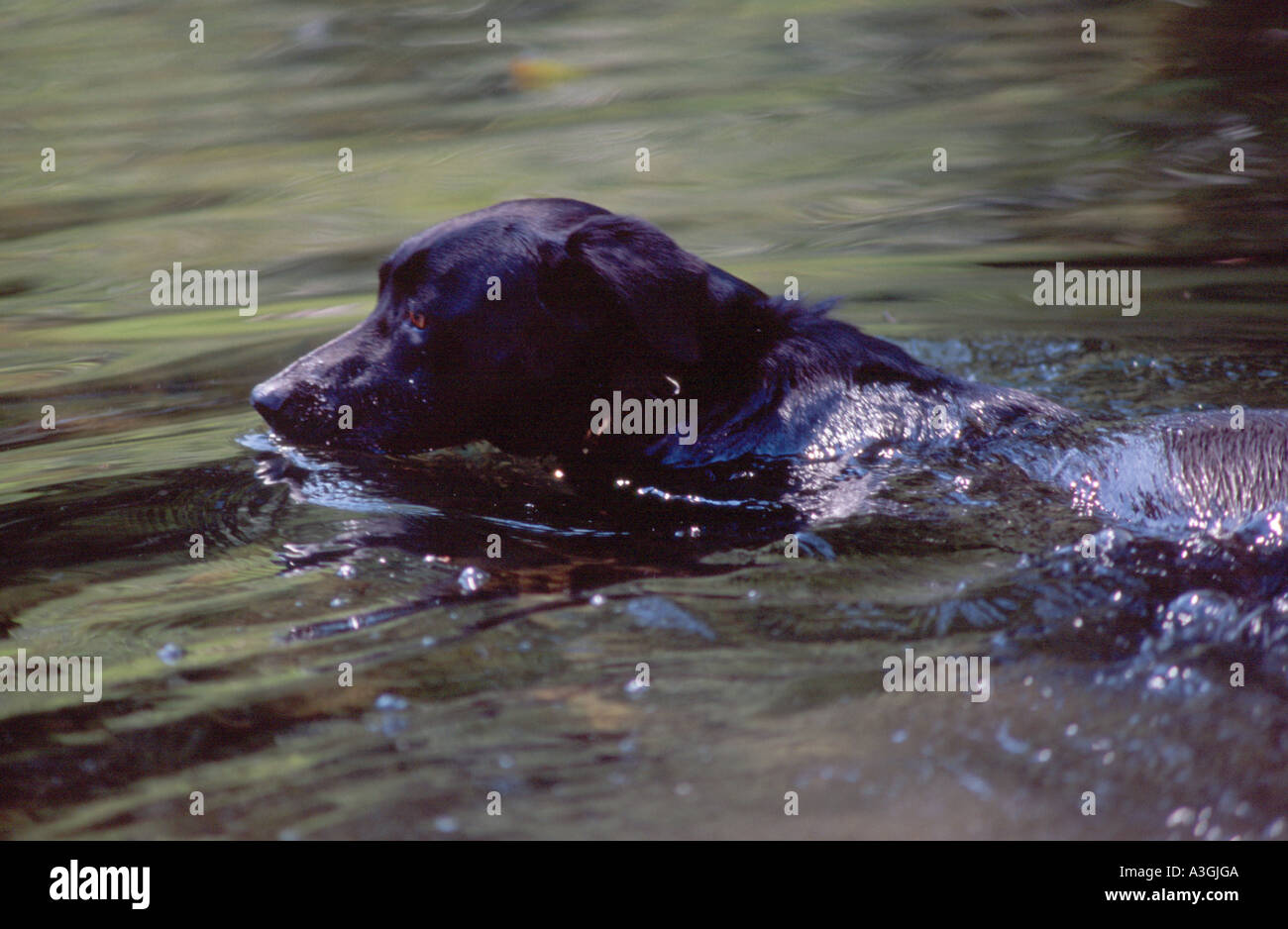 dog Black Labrador Retreiver swimming in river McKenzie River Eugene ...