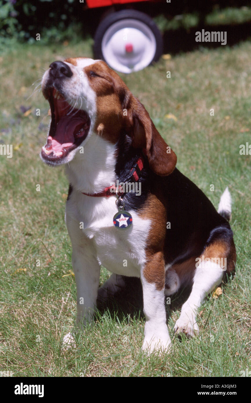Stock Photo dog Beagle yawning PR 240 Stock Photo - Alamy