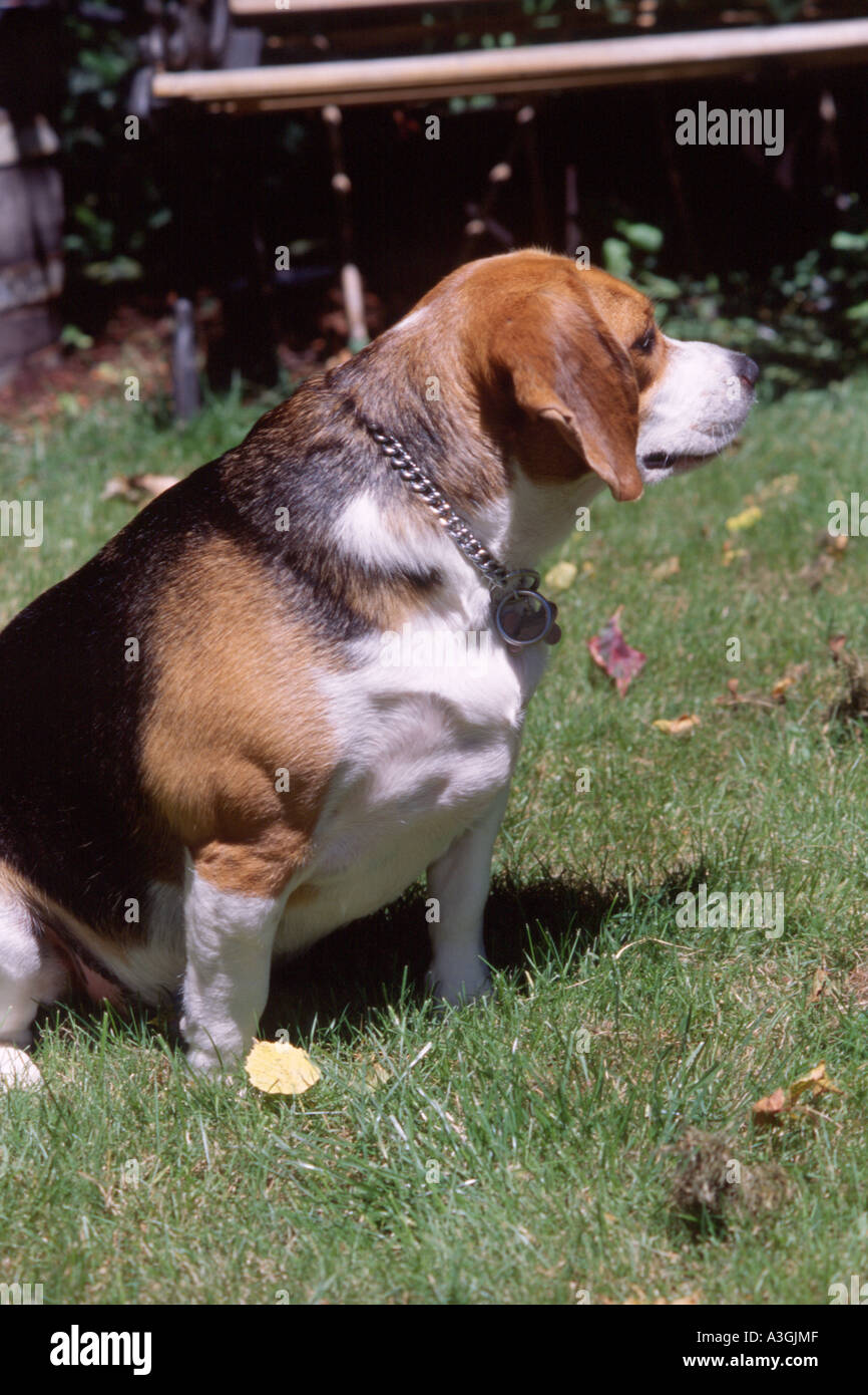 Stock Photo dog Beagle overweight sitting on lawn PR 240 Stock Photo ...