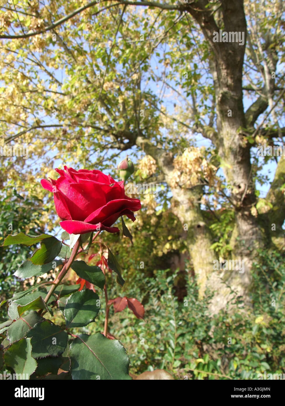 single red rose in garden Stock Photo - Alamy