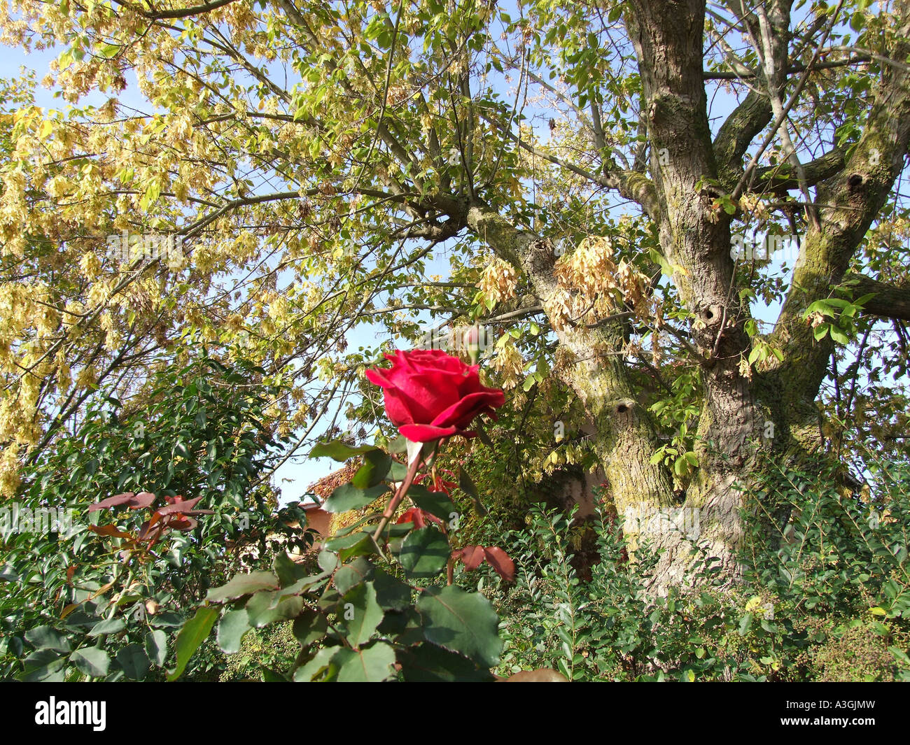 single red rose in garden Stock Photo - Alamy