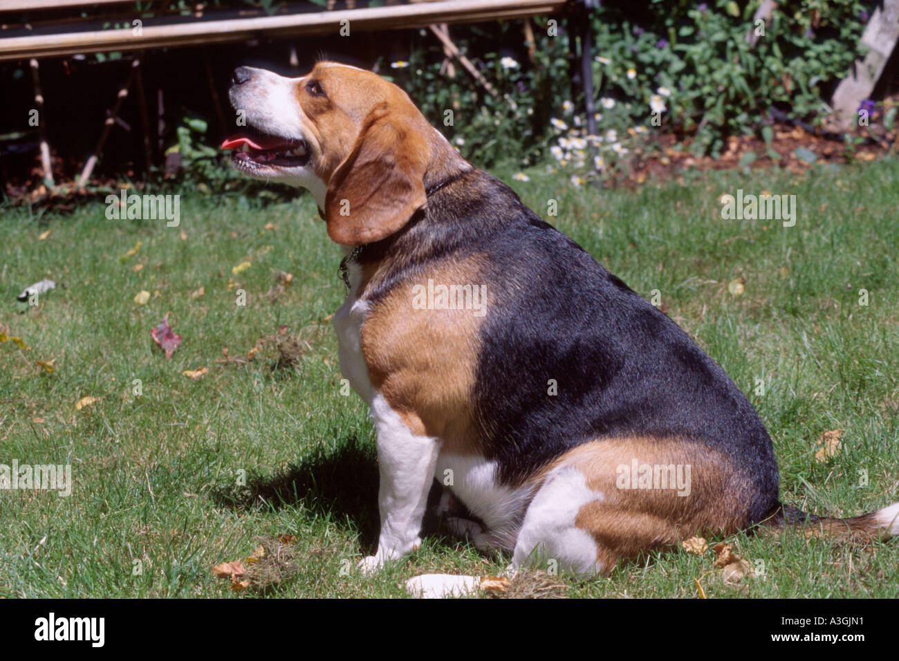 Stock Photo dog Beagle overweight sitting on lawn PR CL Stock Photo - Alamy