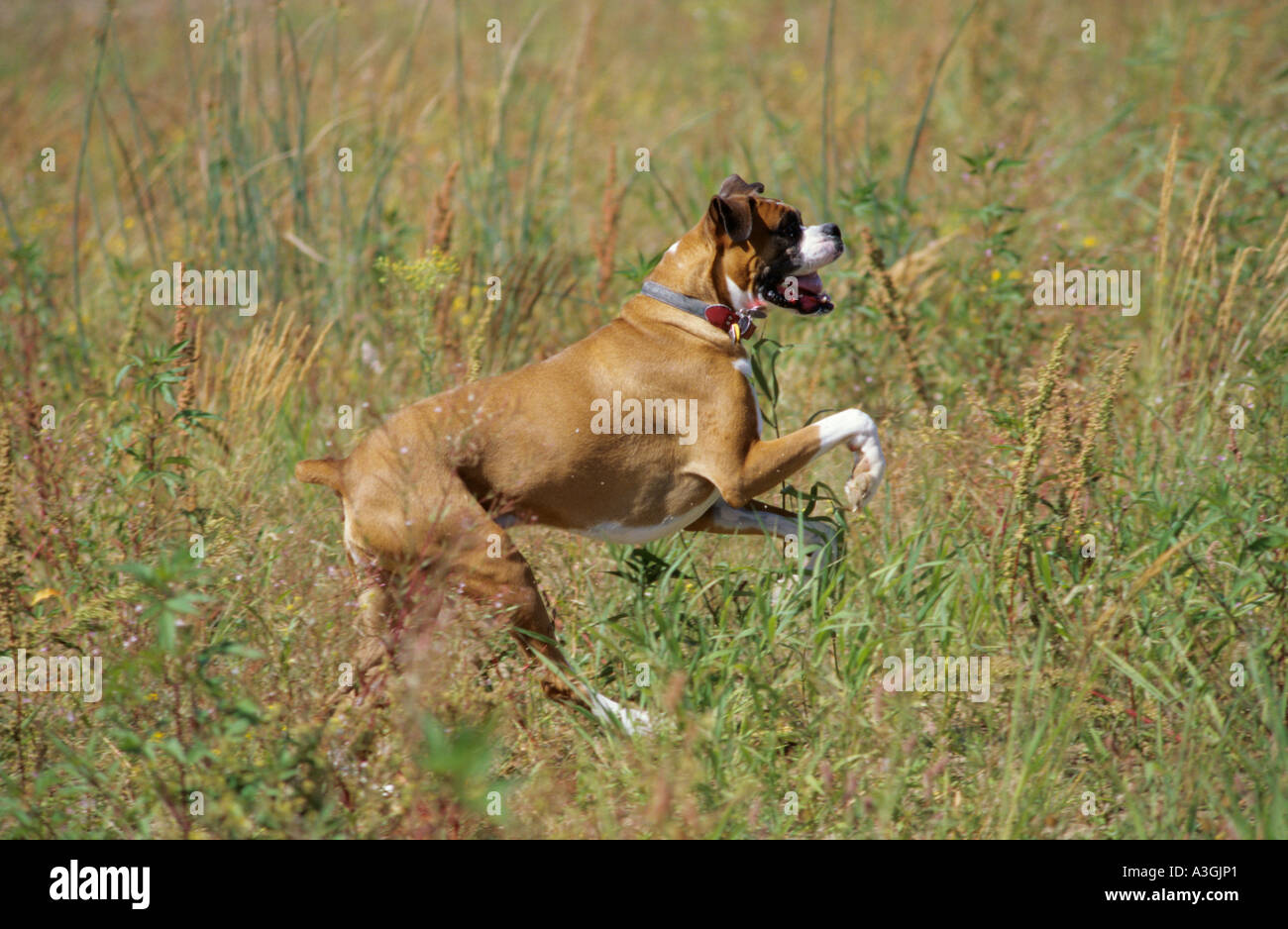 Stock Photo dog Boxer running in field Fern Ridge Resevoir Eugene ...