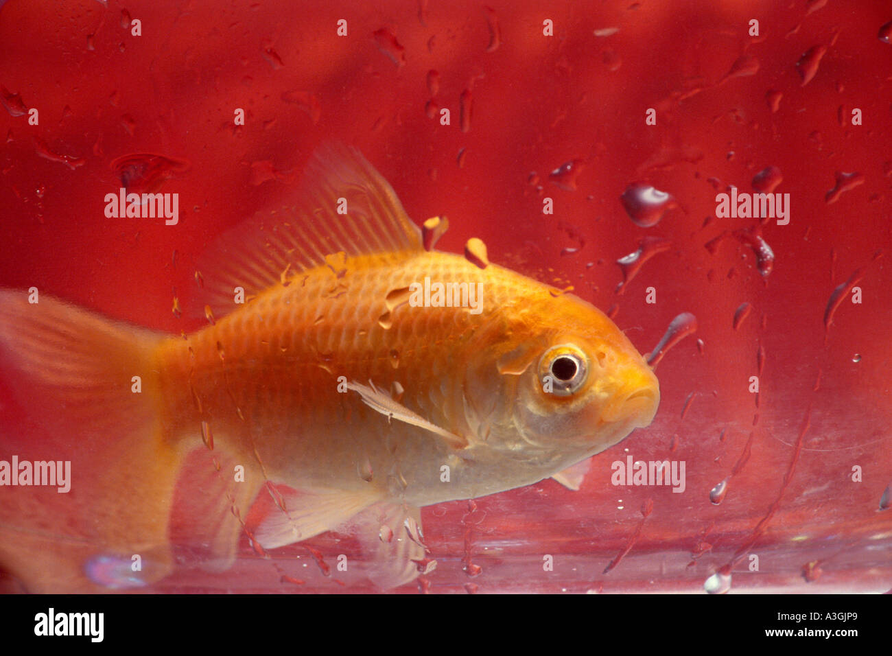 Stock Photo goldfish in fish bowl PR CL Stock Photo - Alamy