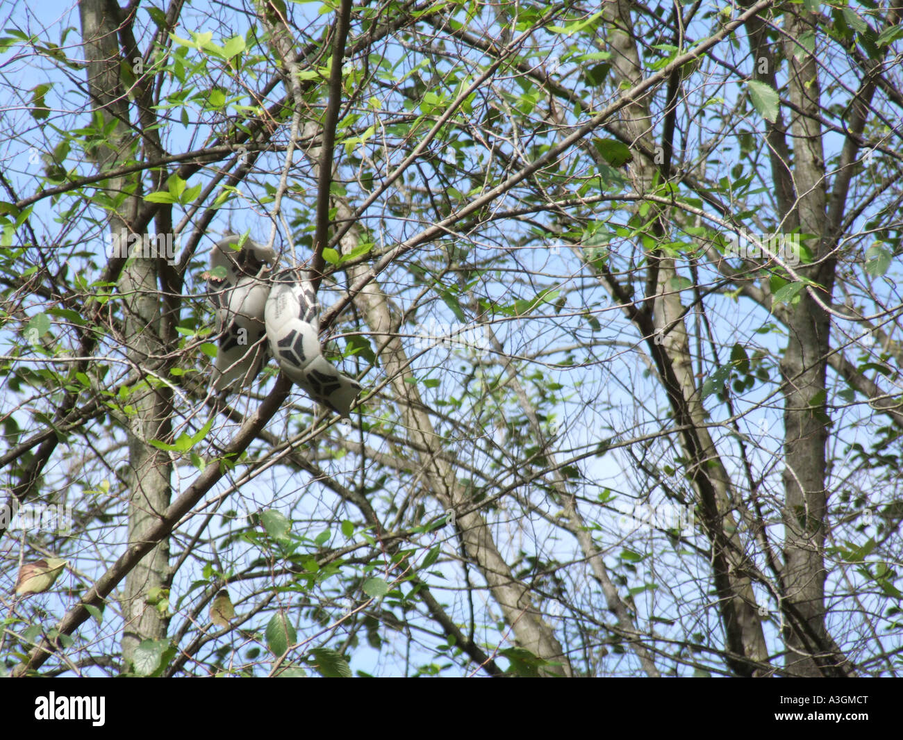 one burst ball stuck in trees in park Stock Photo - Alamy